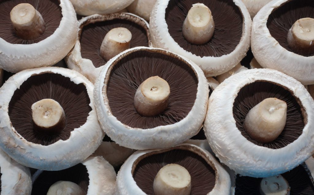 Our Products – Regal Mushrooms